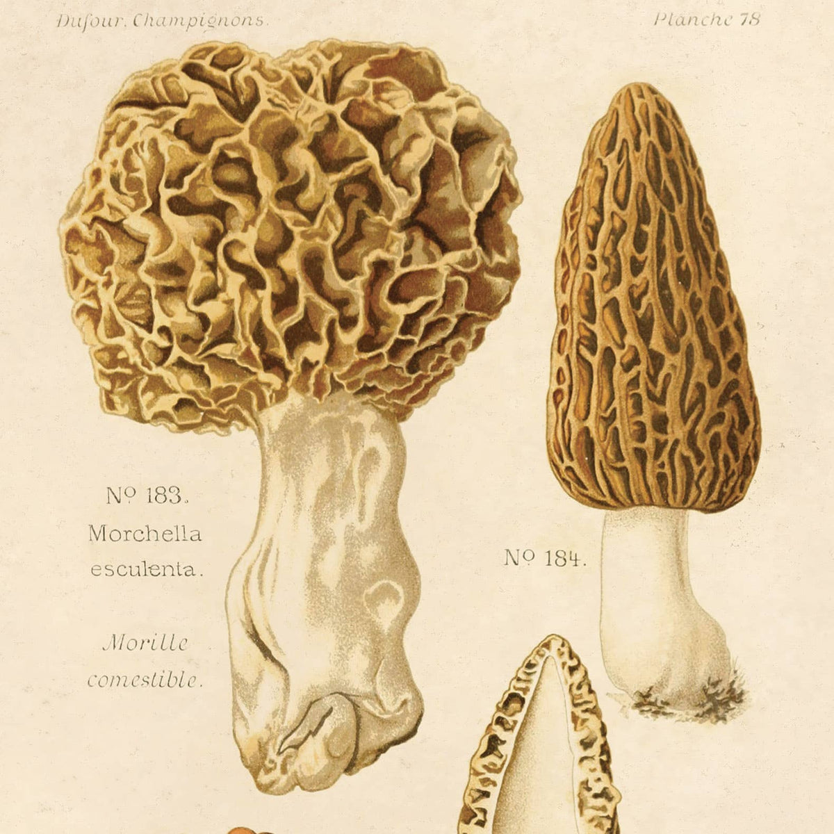 Morels Mushroom Print | Curious Prints (TX) – WE ARE 1976